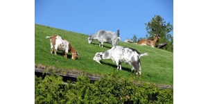Lawyer Sanctioned for Frivolous Lawsuit Seeking Dignity for Goats ...